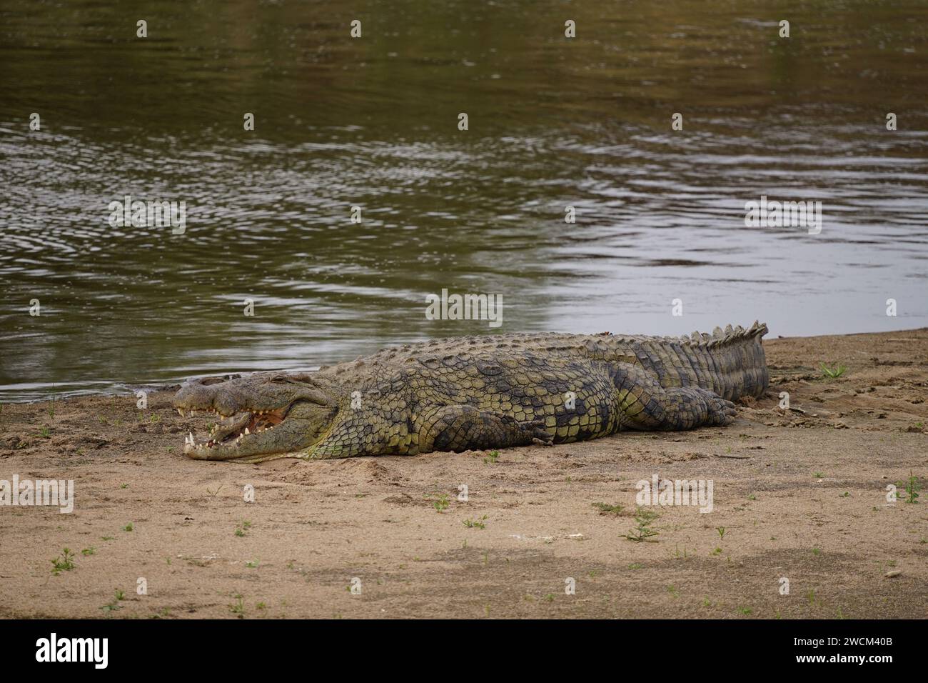 Crocodile shell hi-res stock photography and images - Alamy