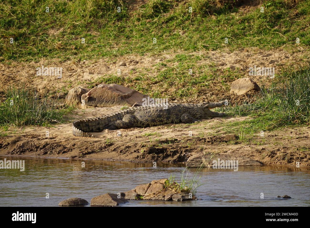 crocodile resting on shore, river Stock Photo - Alamy