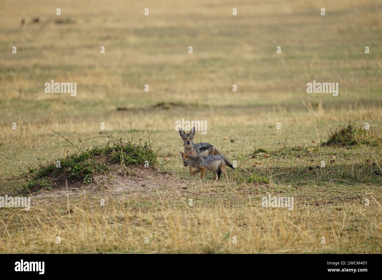 black-backed jackal mother and offspring in african savannah, grassland ...