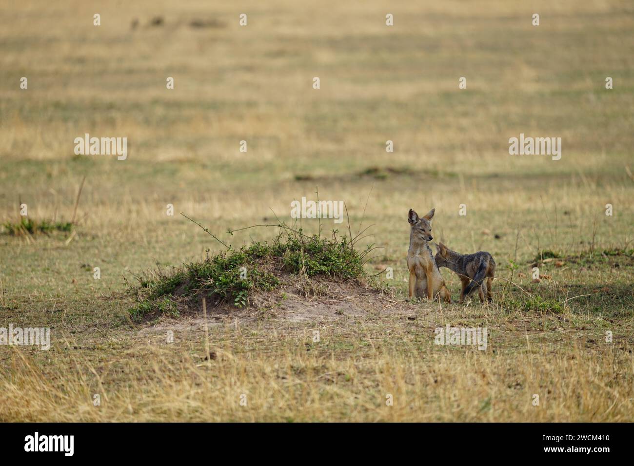 black-backed jackal mother and offspring in african savannah, grassland ...