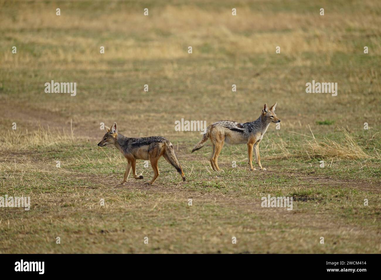 black-backed jackal mother and offspring in african savannah, grassland ...