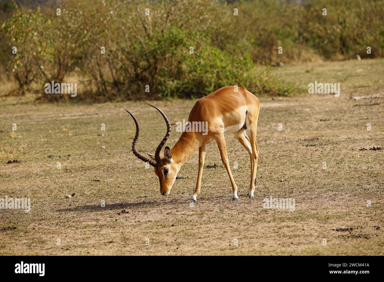 Impala leg hi-res stock photography and images - Alamy
