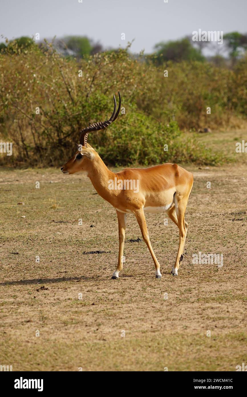 Impala leg hi-res stock photography and images - Alamy