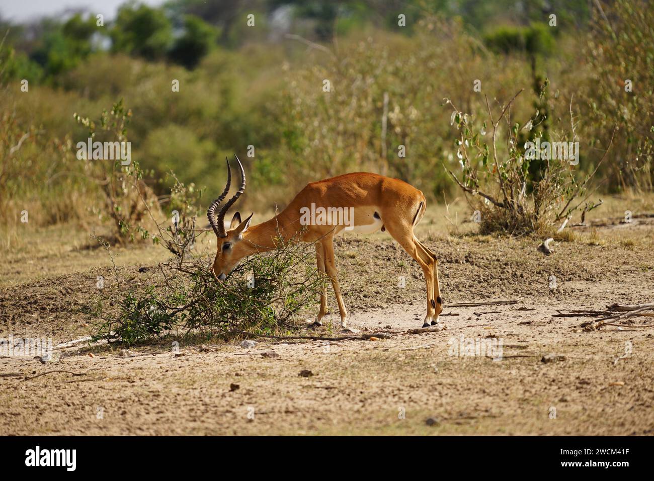 Impala eating tree hi-res stock photography and images - Alamy