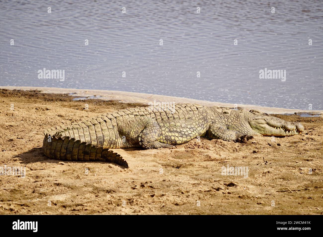 crocodile resting on shore, river Stock Photo - Alamy