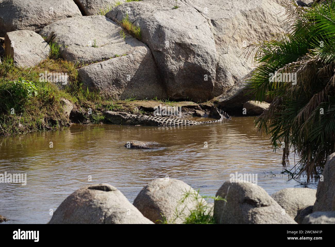 nile crocodile in river, water, rocks Stock Photo - Alamy