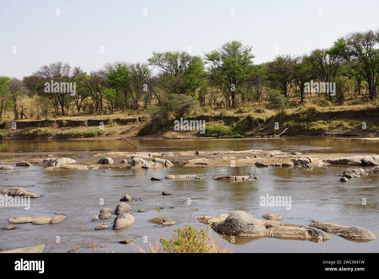 Mara river and shoreline, trees Stock Photo - Alamy