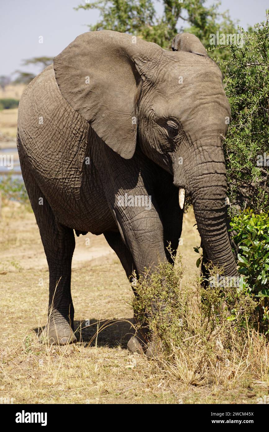 adult elephant in african savannah Stock Photo - Alamy