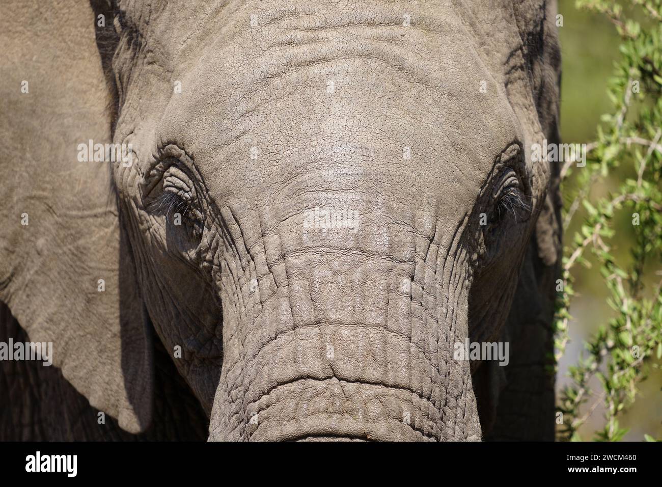 adult elephant face close up Stock Photo - Alamy