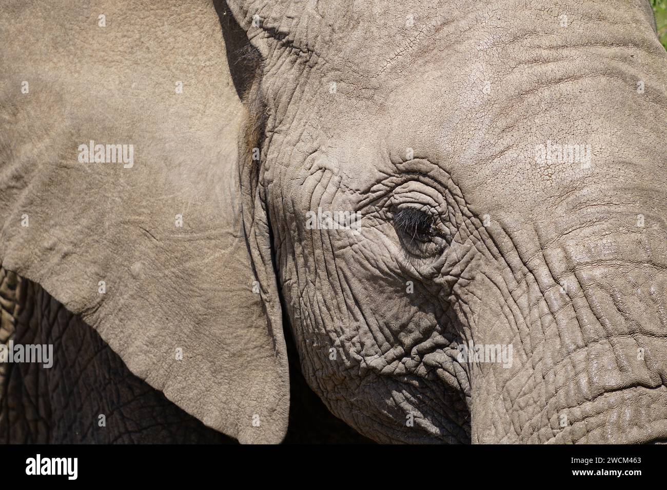 African elephant face hi-res stock photography and images - Alamy