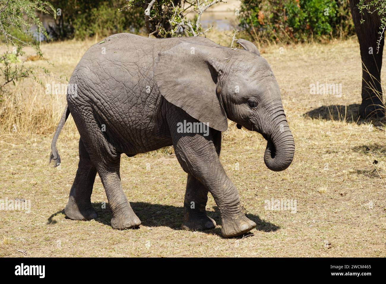 Grumeti elephants hi-res stock photography and images - Alamy