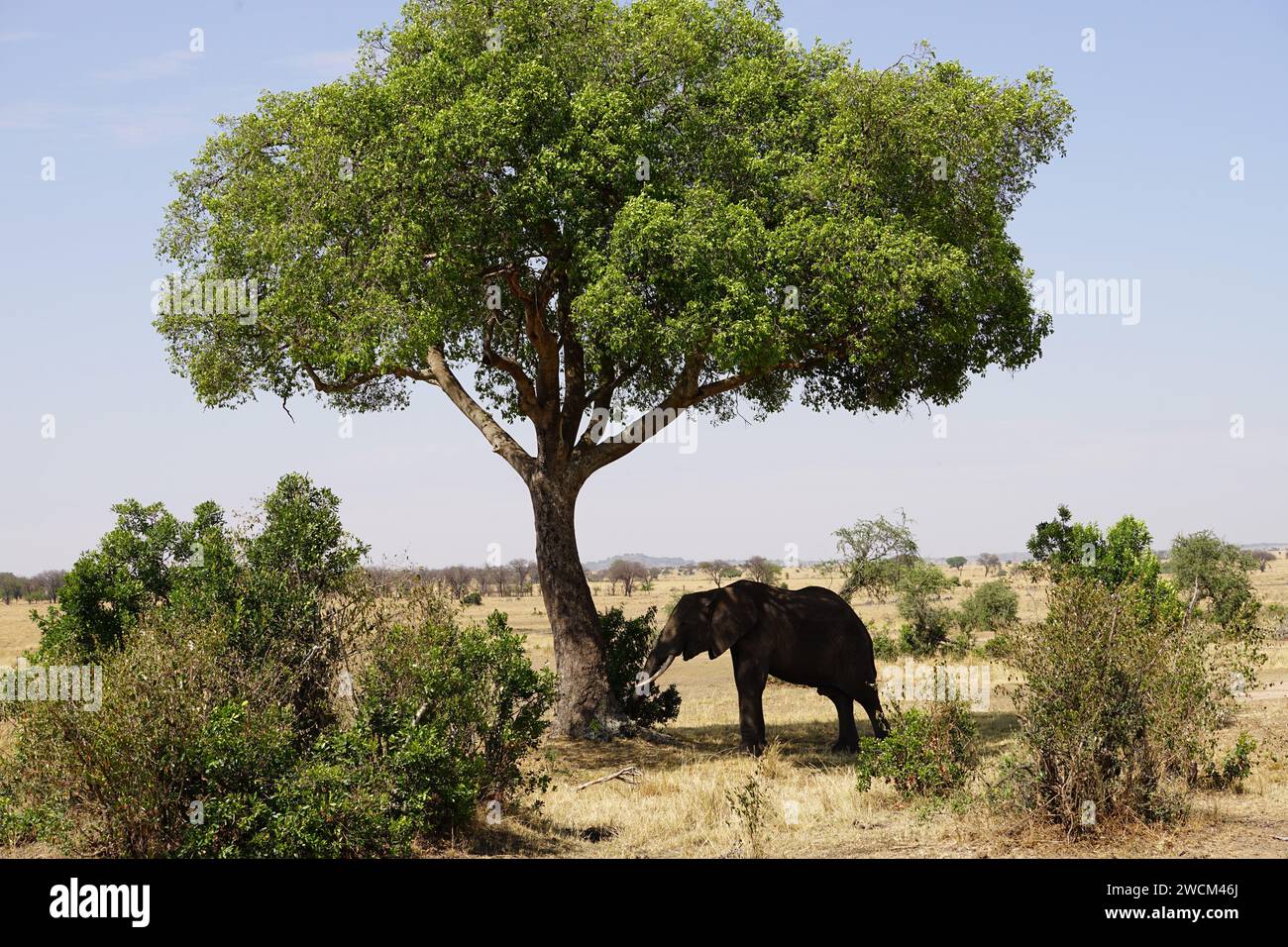 Elephant in shade trees hi-res stock photography and images - Alamy