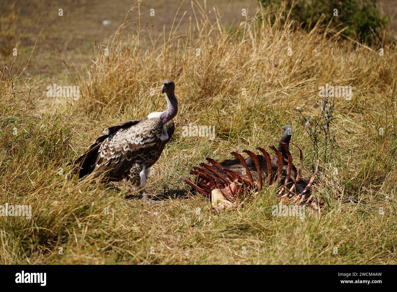 vulture bird and carrion in savannah grassland Stock Photo - Alamy