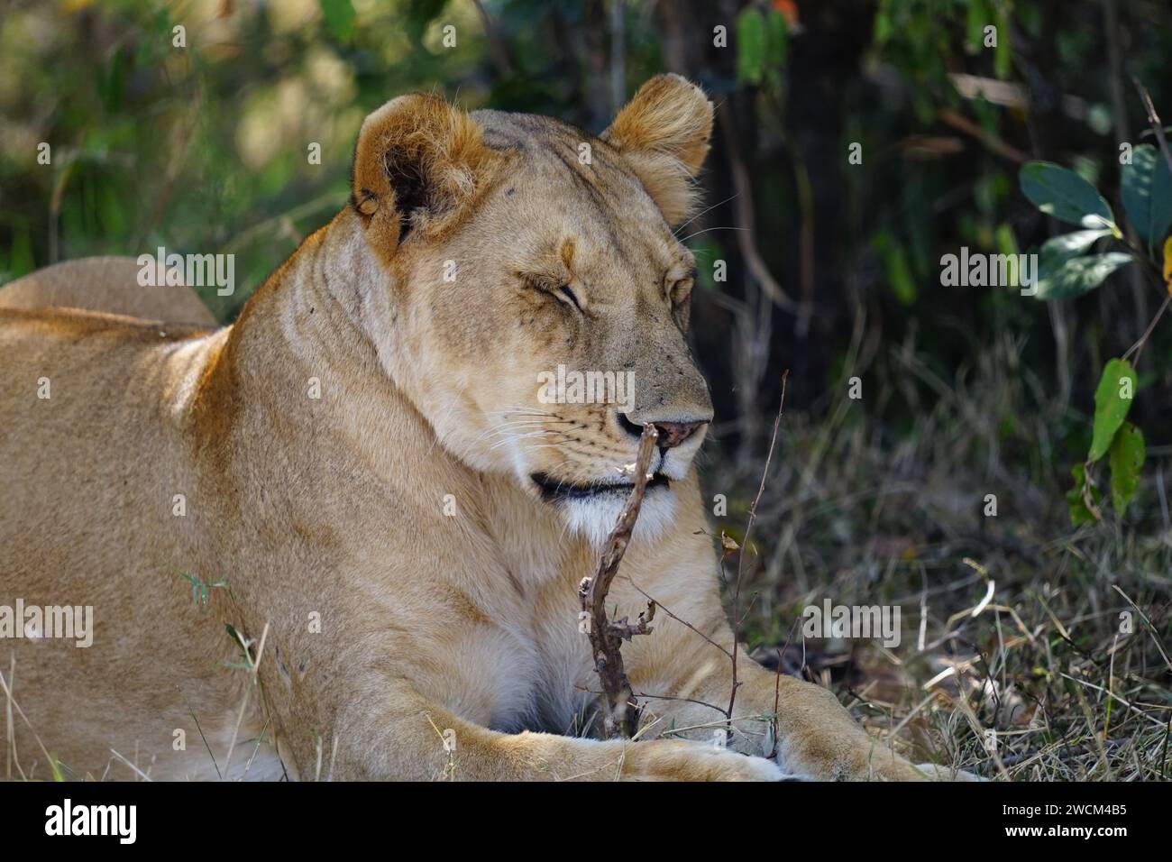 lioness laying in the grass, savannah Stock Photo - Alamy