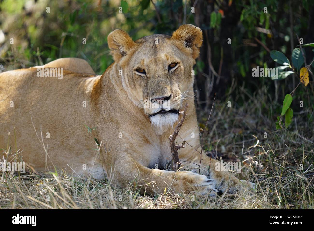 lioness laying in the grass, savannah Stock Photo - Alamy