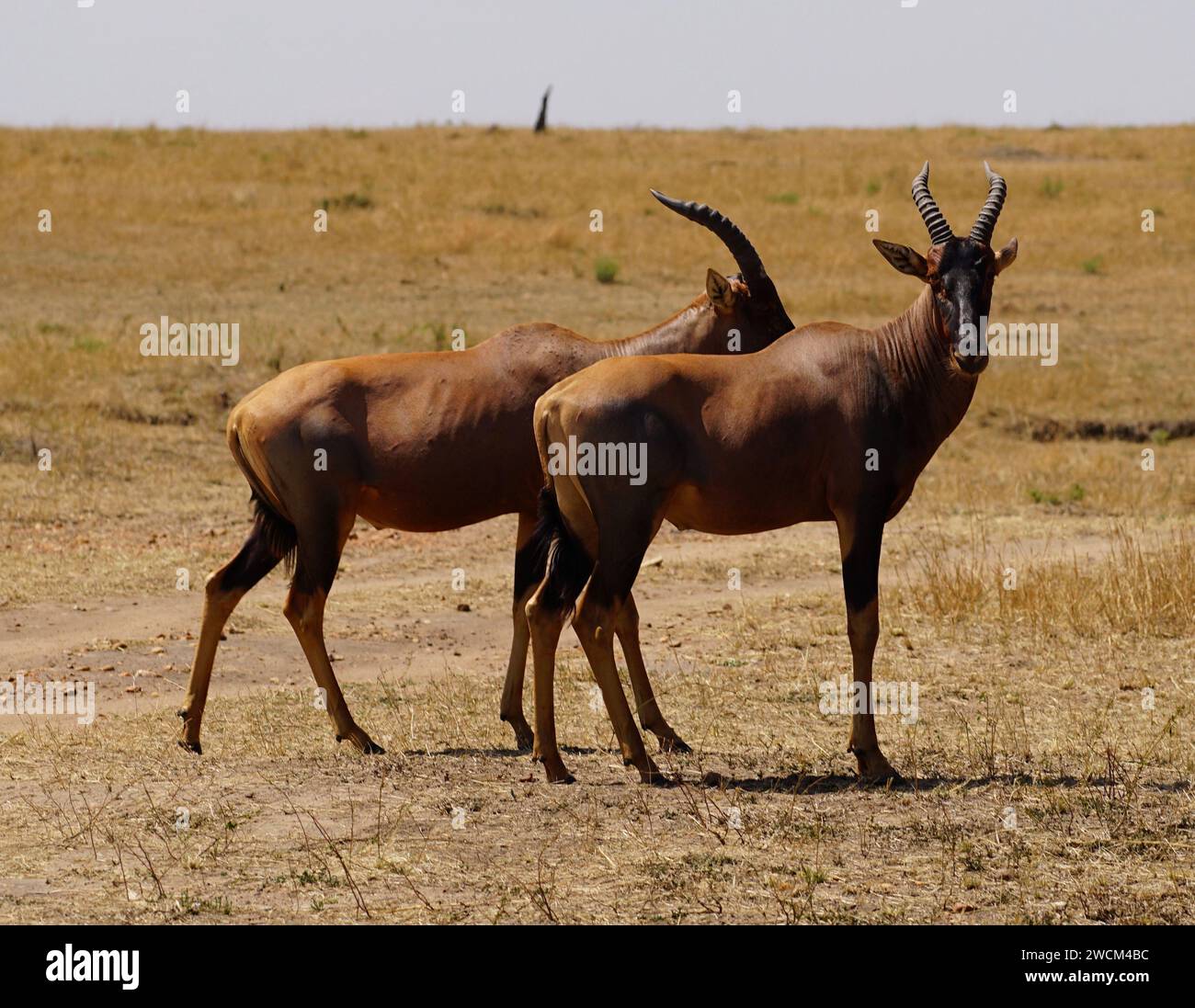 Topi and hartebeest hi-res stock photography and images - Alamy