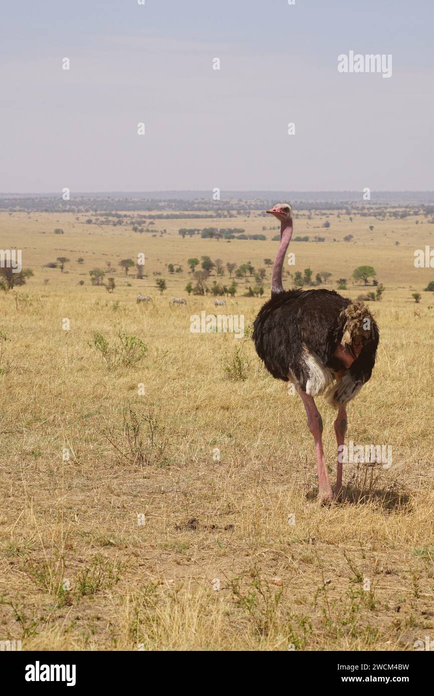 male ostrich bird in african savannah, full body, portrait format Stock ...
