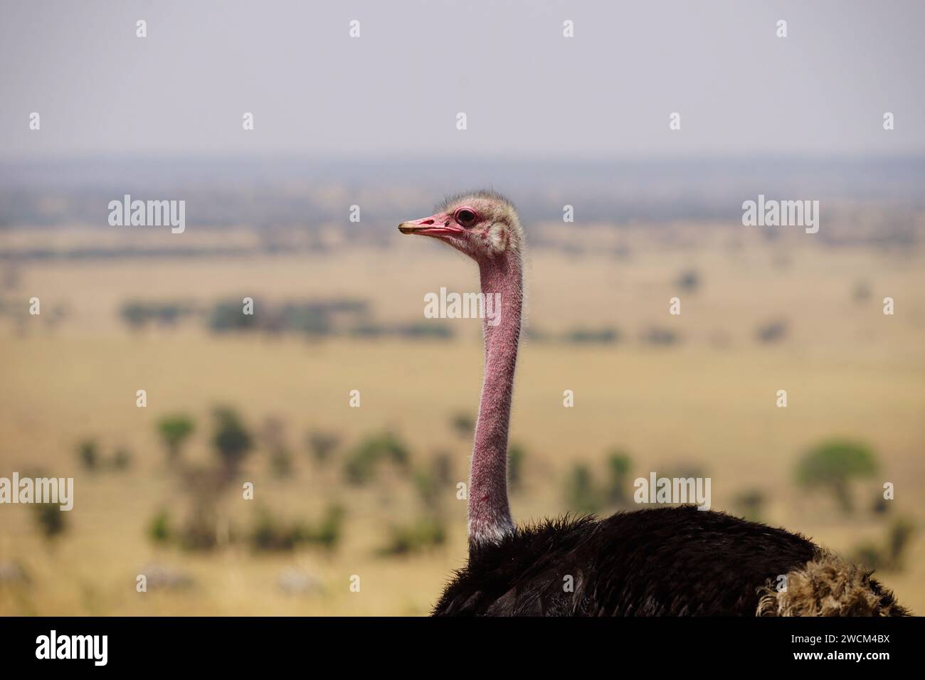 Body side view hi-res stock photography and images - Alamy