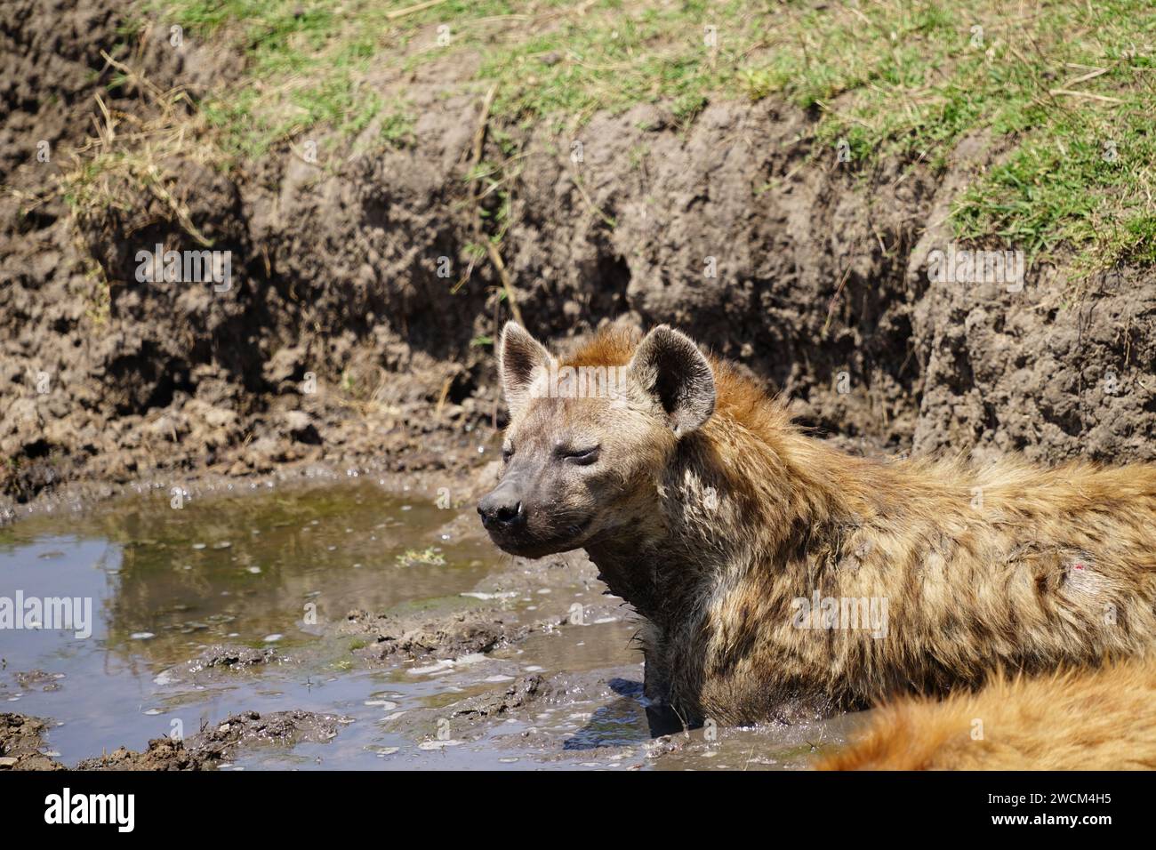 hyena, grass, mud, soil Stock Photo - Alamy