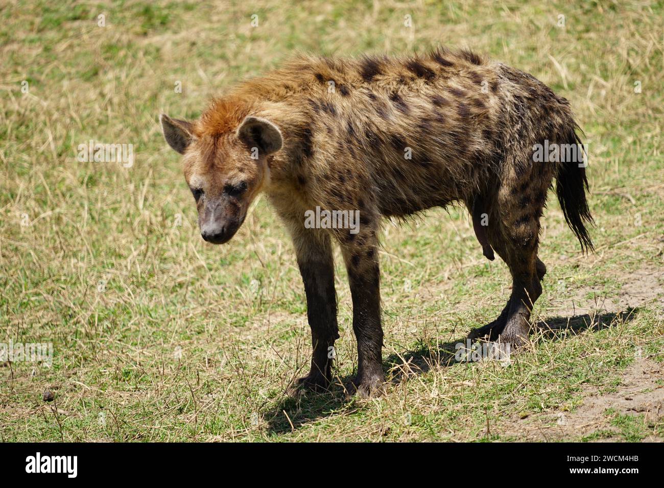 Hyena golden light hi-res stock photography and images - Alamy