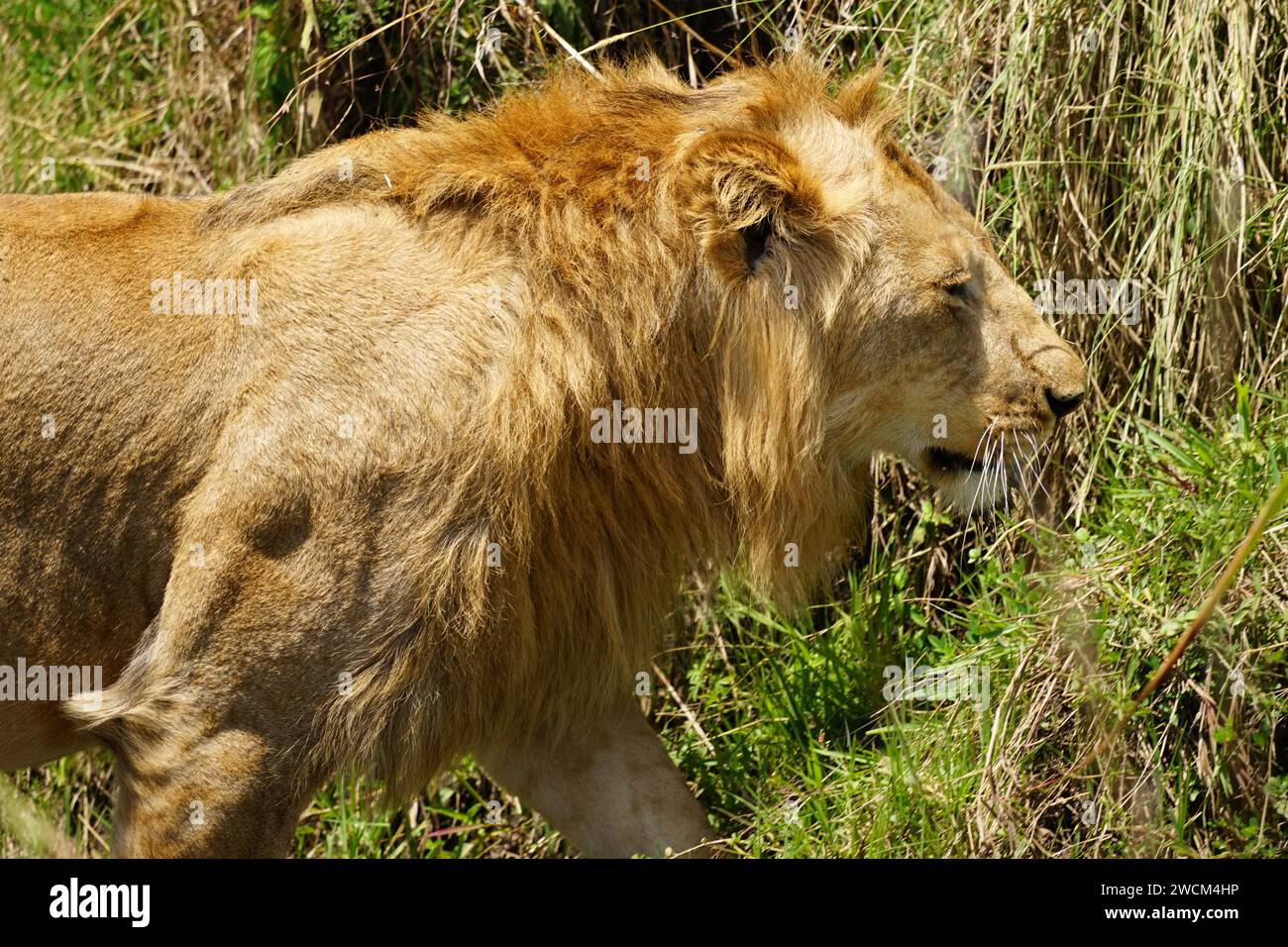 Walking safari zimbabwe lion hi-res stock photography and images - Alamy