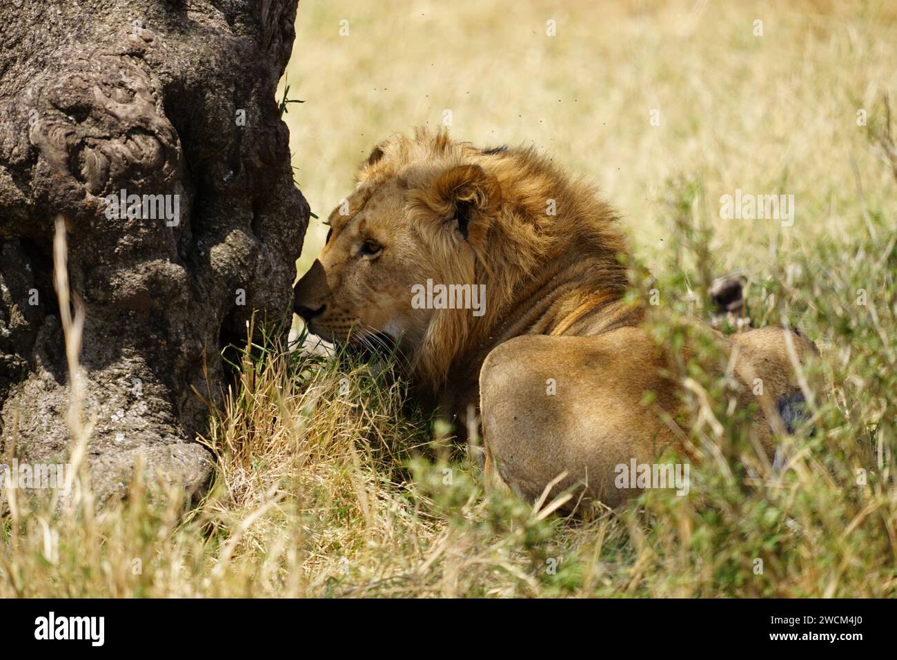 male lion resting on grassland, tree Stock Photo - Alamy