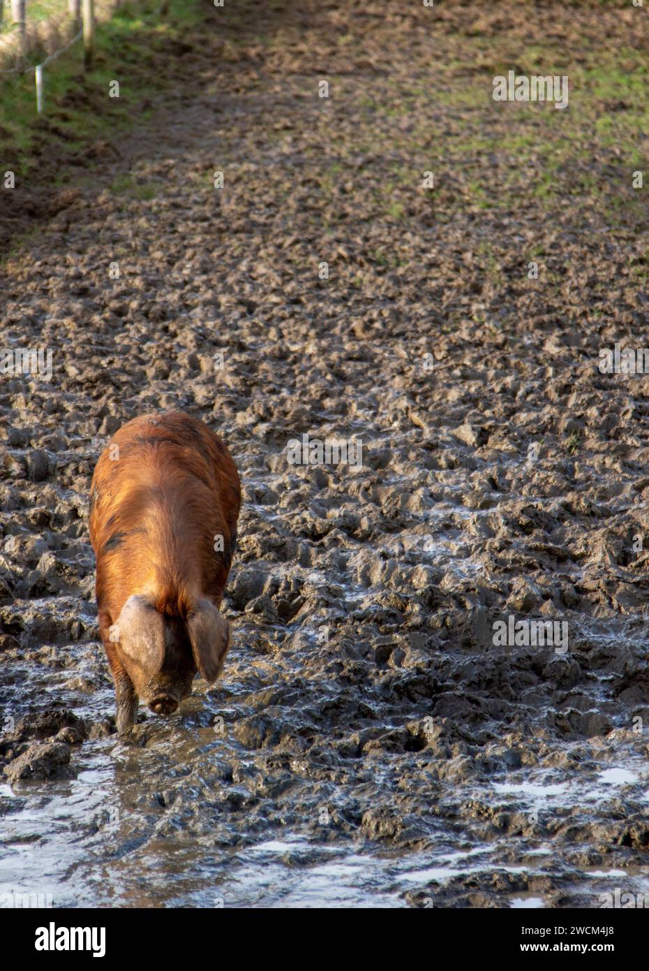Oxford Sandy and Black pig (also known as the Plum Pudding and Oxford ...