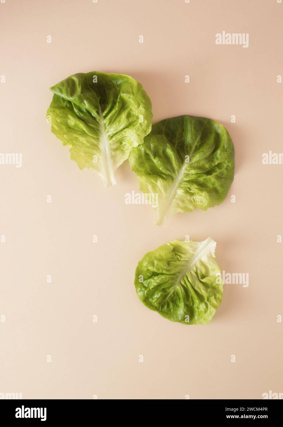 Top view lettuce leaves hi-res stock photography and images - Alamy