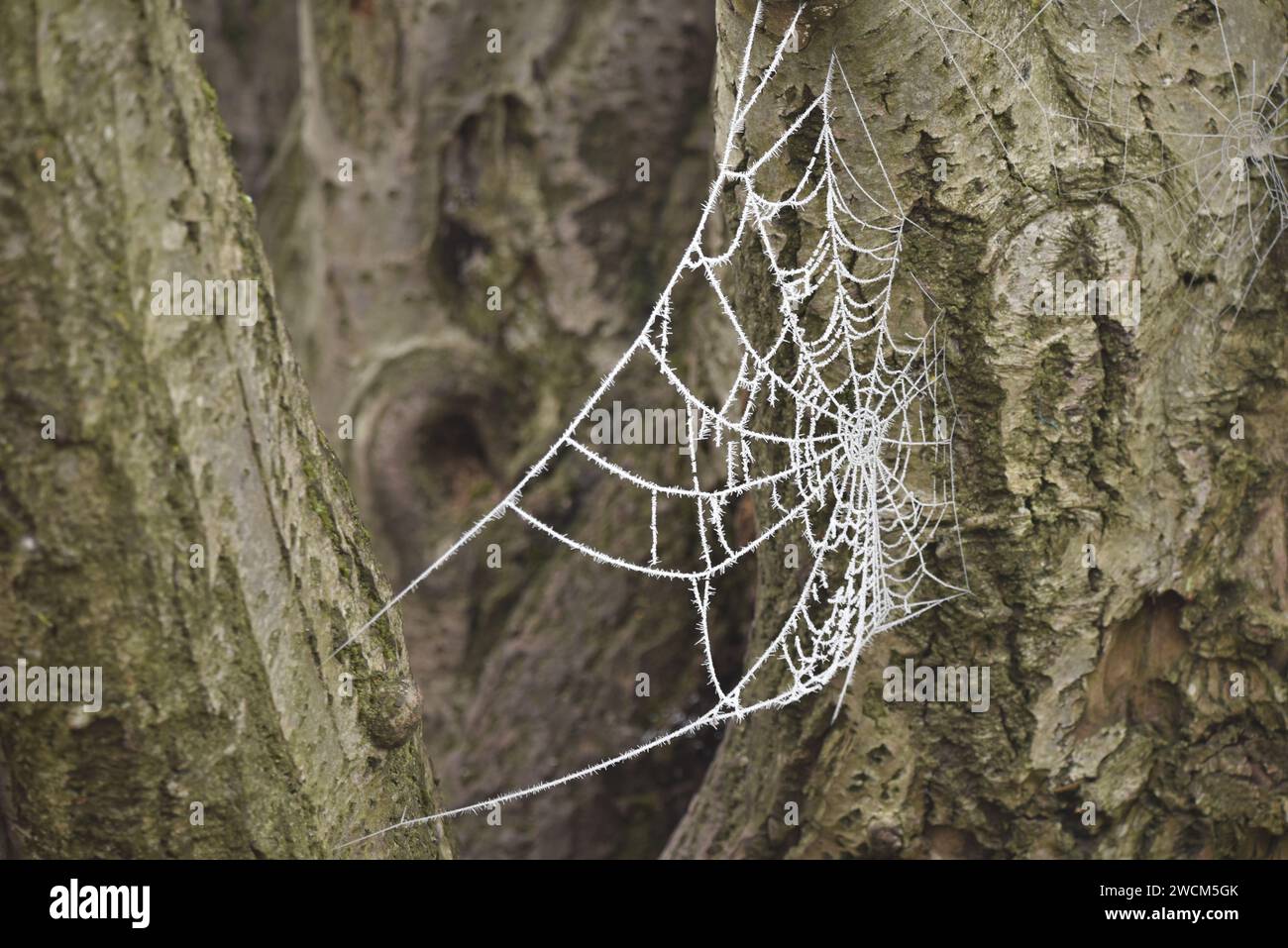 Tree spiders hi-res stock photography and images - Alamy
