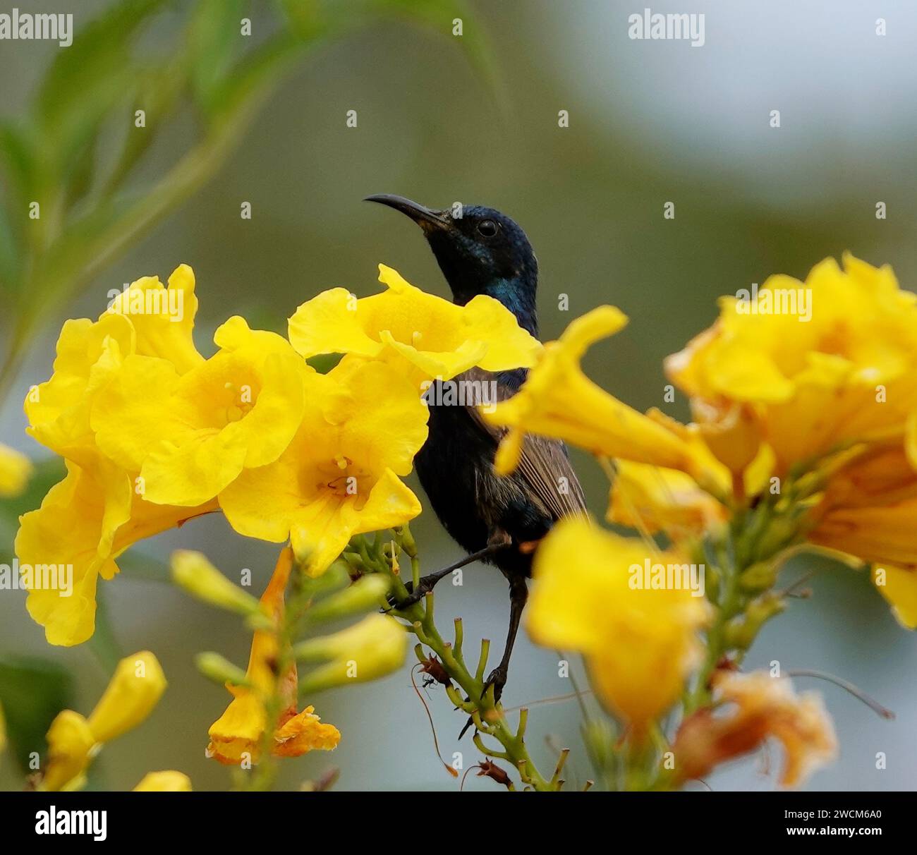 Yellow bird avian hi-res stock photography and images - Alamy
