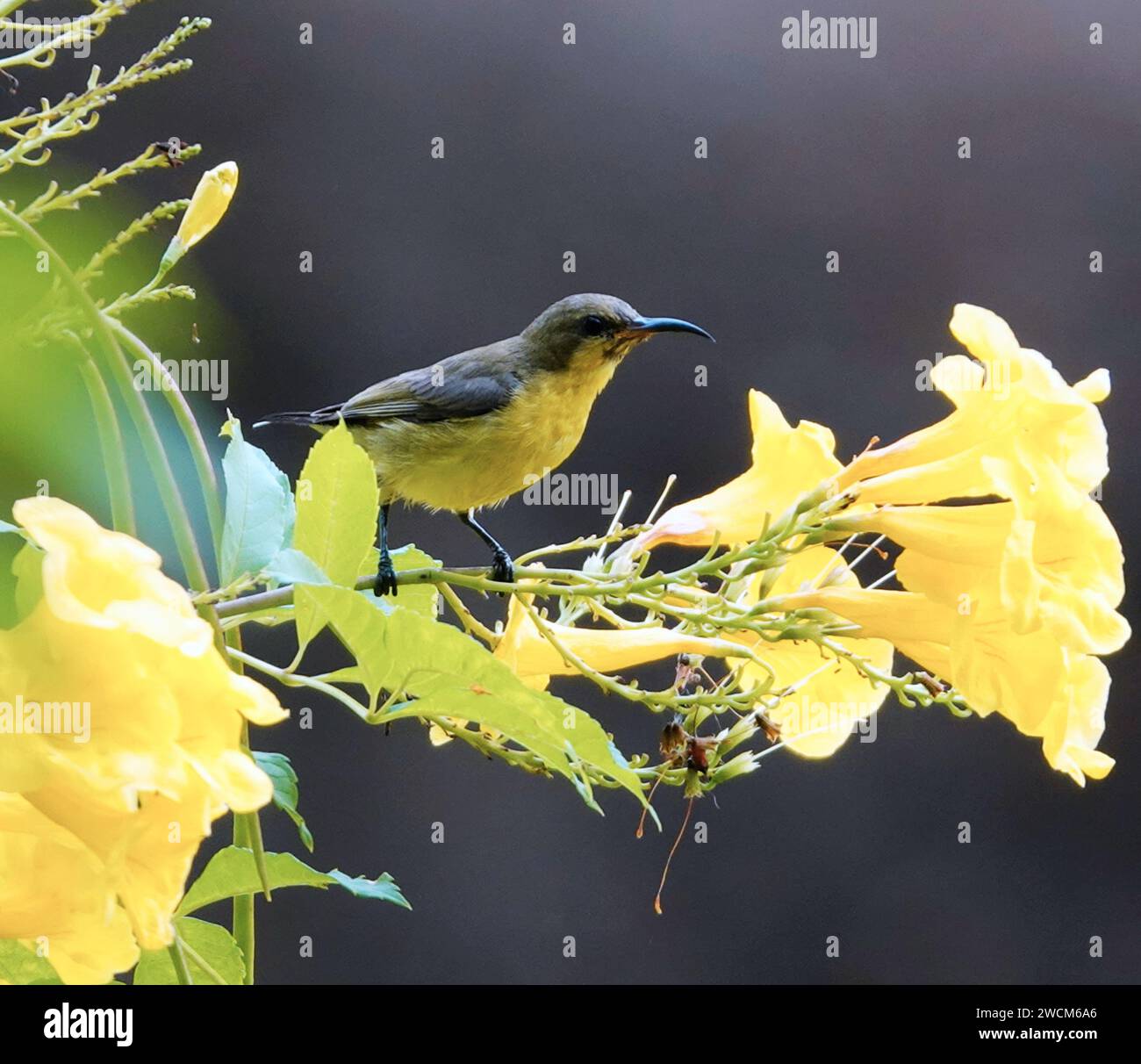 A beautiful bird perched gracefully on a vibrant stem of yellow flowers ...