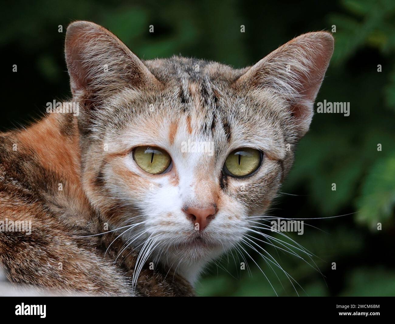 An adorable feline gazes into the distance with a calm and peaceful ...