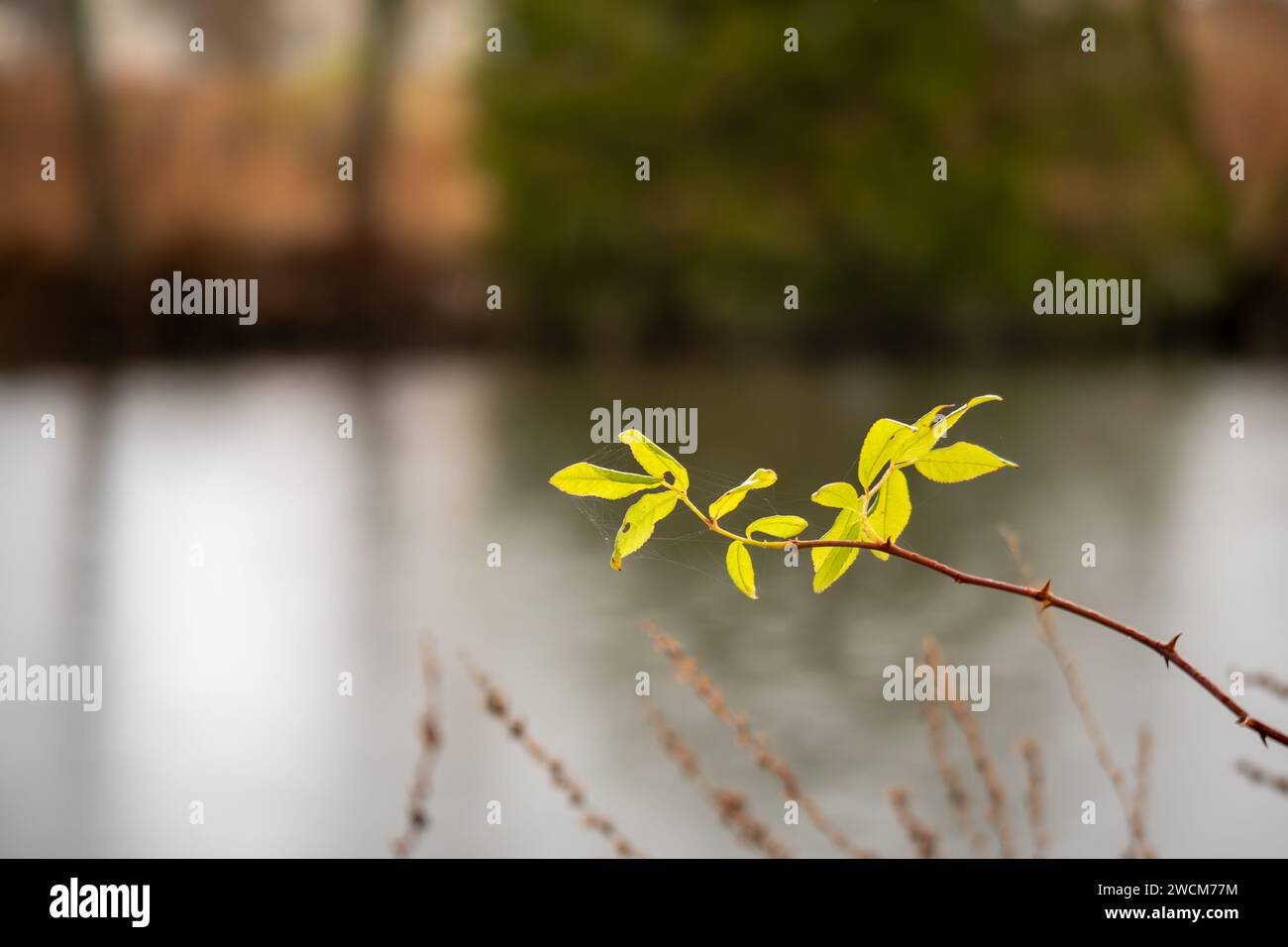 Faint spider web hi-res stock photography and images - Alamy