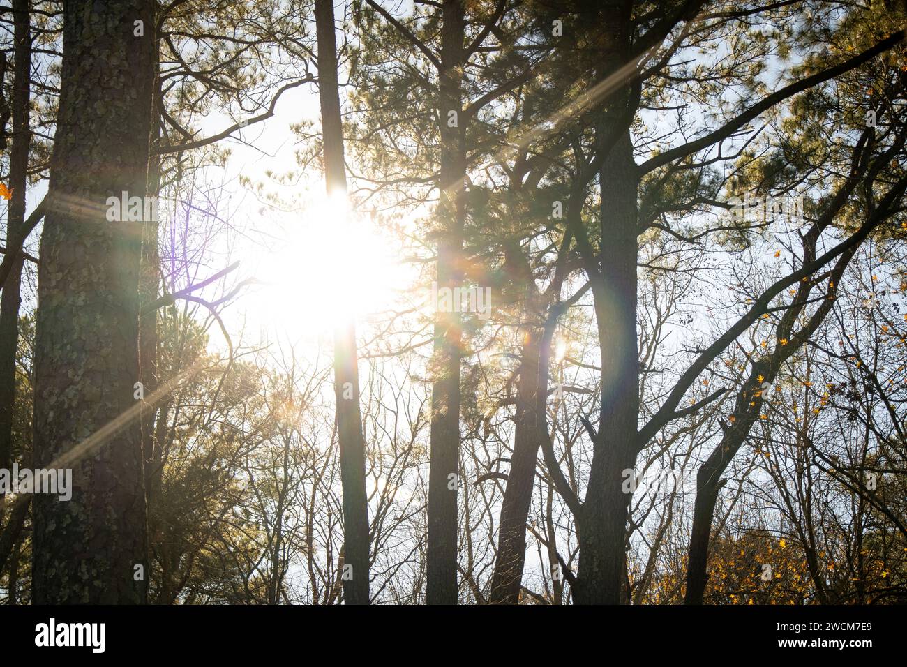 Flares through tree hi-res stock photography and images - Alamy