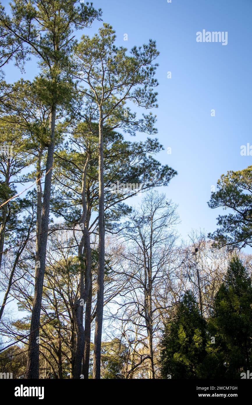 Tall Green Trees with Blue Sky Background Stock Photo - Alamy