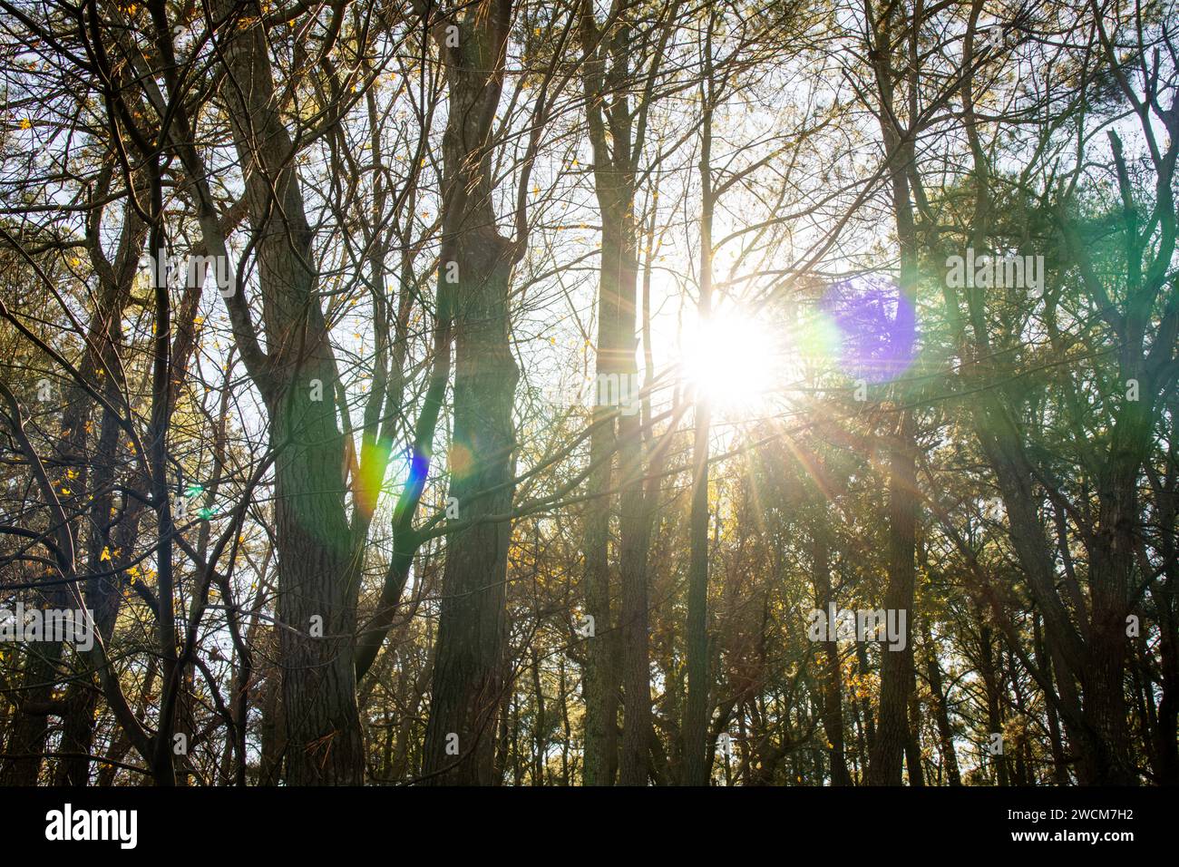 Flares through tree hi-res stock photography and images - Alamy
