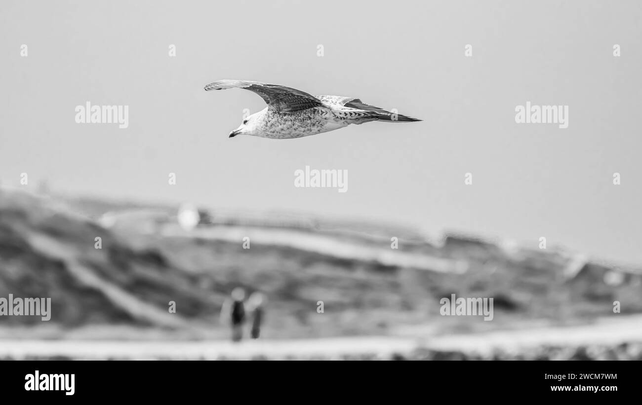 Passaros Black and White Stock Photos & Images - Alamy