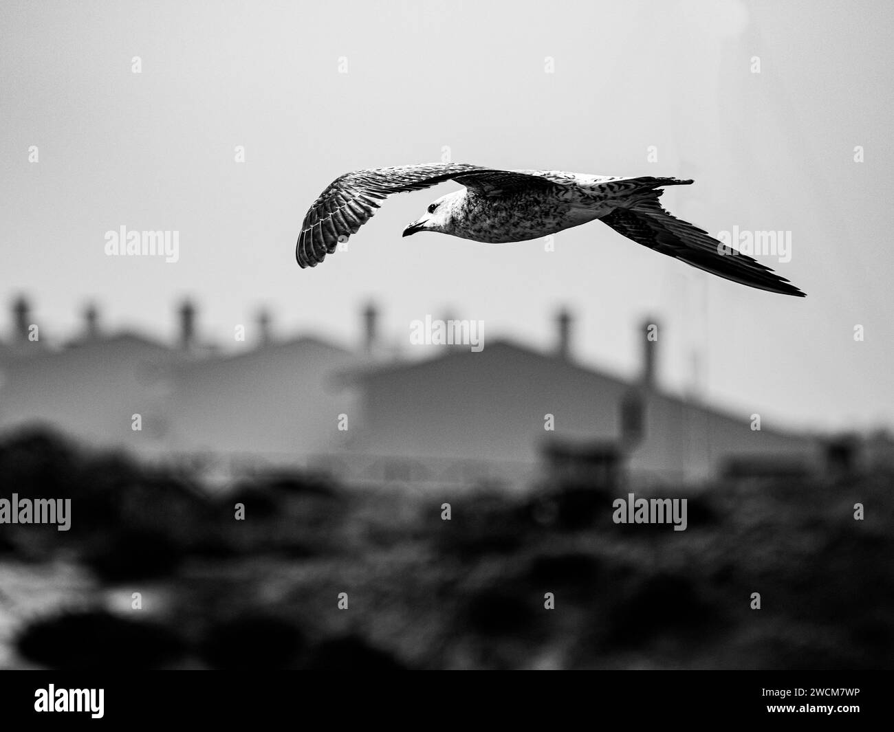 Porsche festival Black and White Stock Photos & Images - Alamy