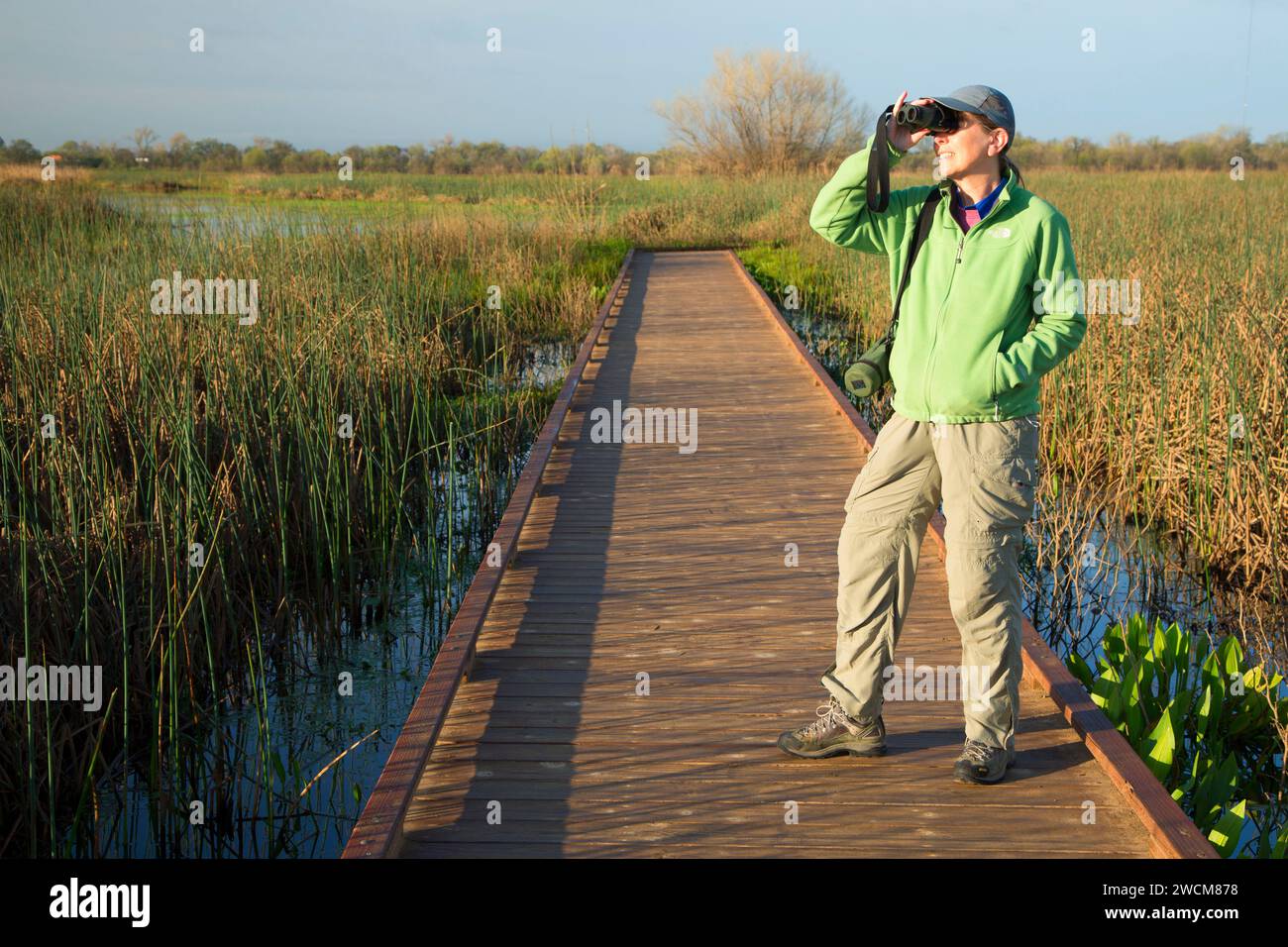 Birding on Boardwalk Trail, Cosumnes River Preserve, California Stock ...