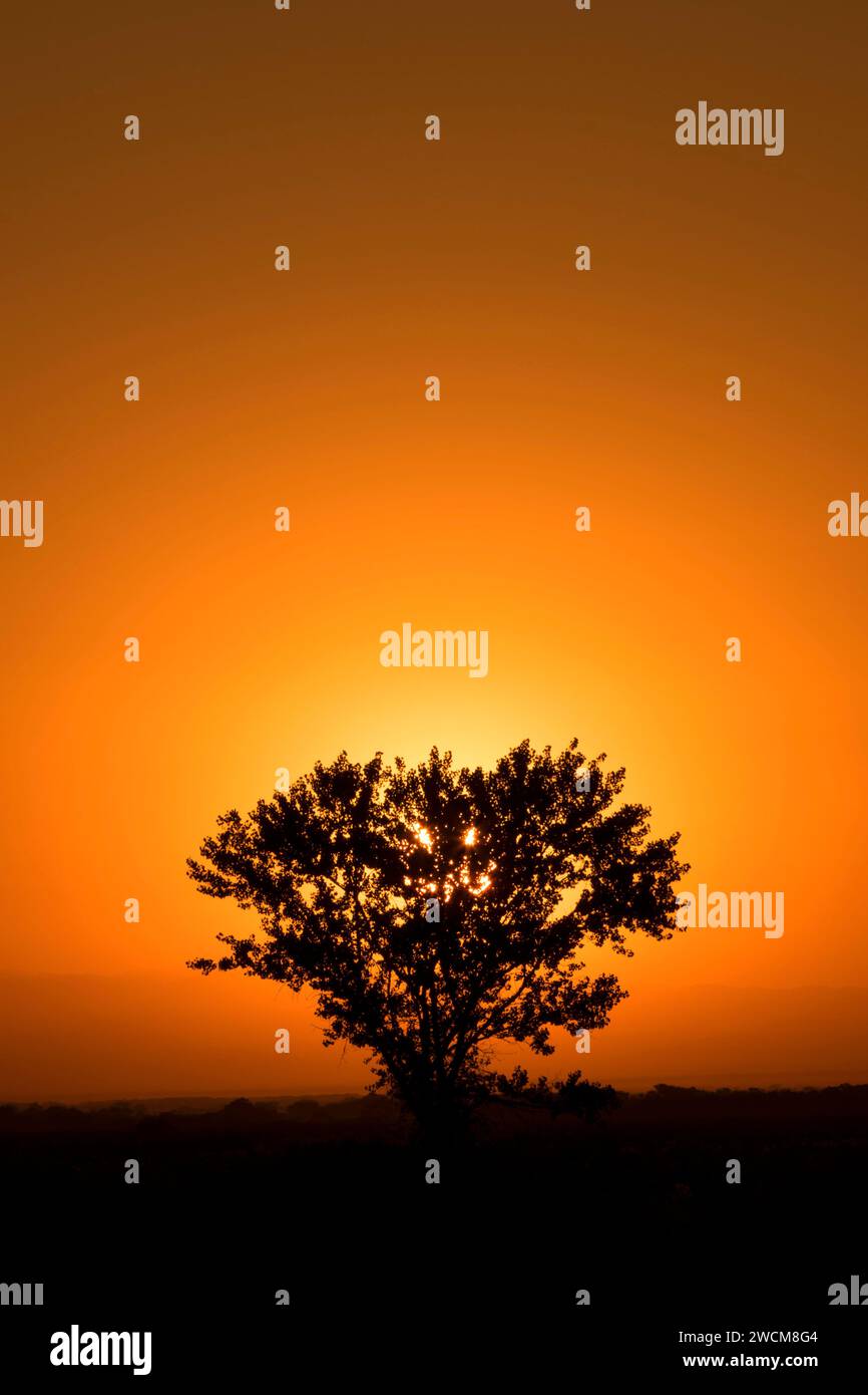 Tree sunrise, Los Banos Wildlife Area, California Stock Photo - Alamy Tree sunrise, Los Banos Wildlife Area, California Stock Photo - Alamy
