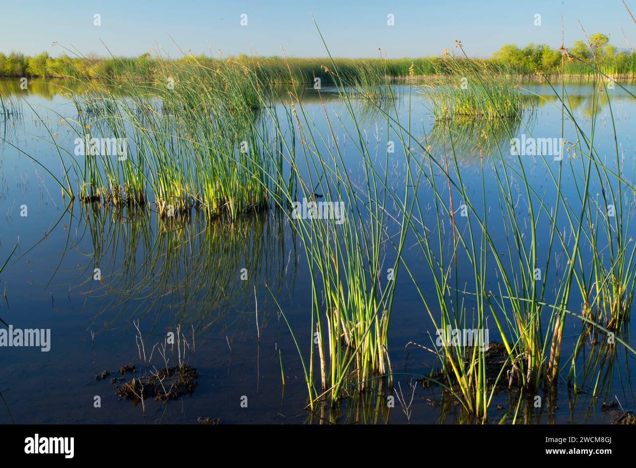 Area of marsh hi-res stock photography and images - Alamy