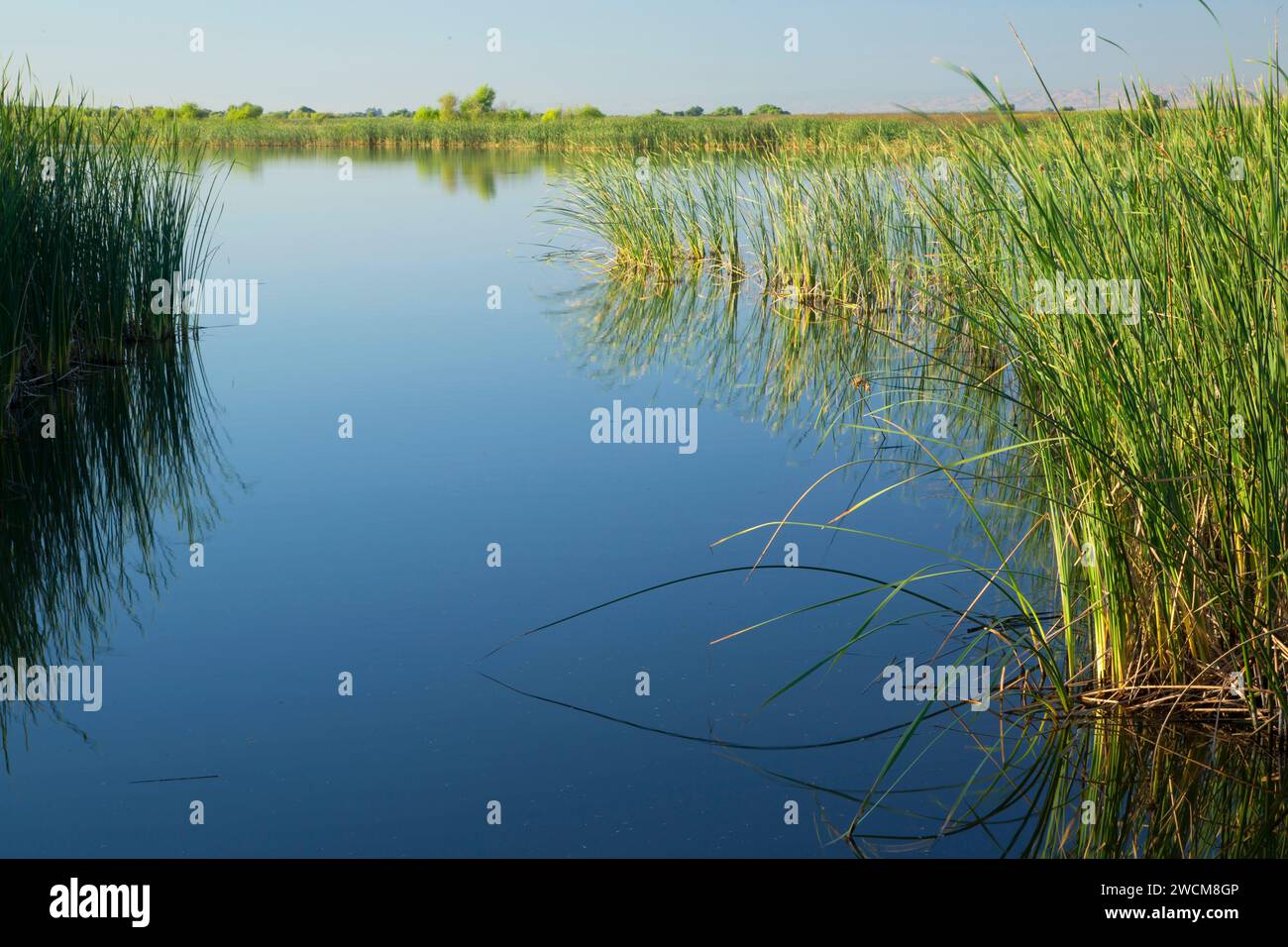 Area of marsh hi-res stock photography and images - Alamy