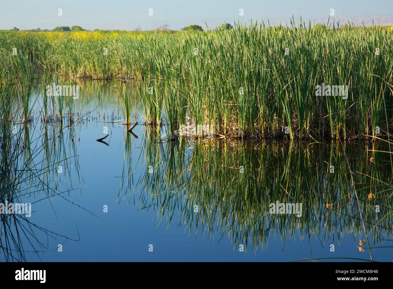 Marsh at Buttonwillow Lake, Los Banos Wildlife Area, California Stock ...