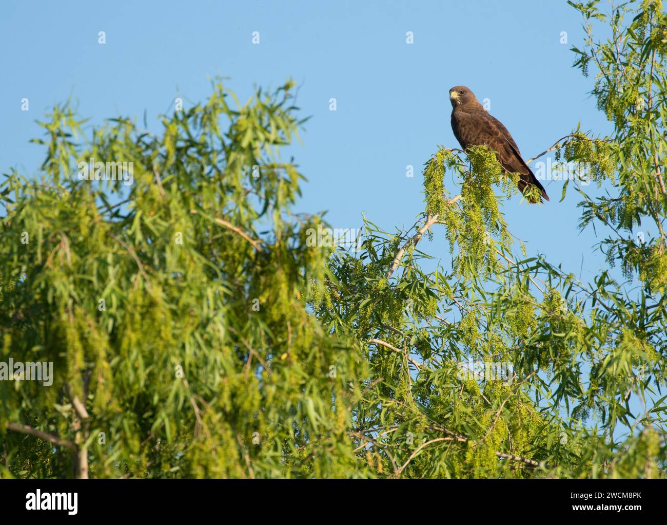 Hawk, San Luis National Wildlife Refuge, California Stock Photo - Alamy