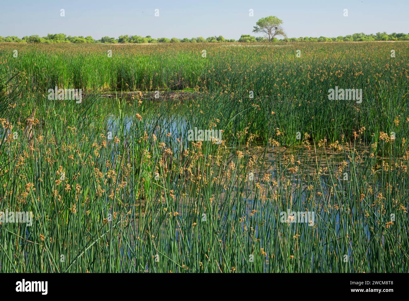 Bulrush marsh, San Luis National Wildlife Refuge, California Stock ...