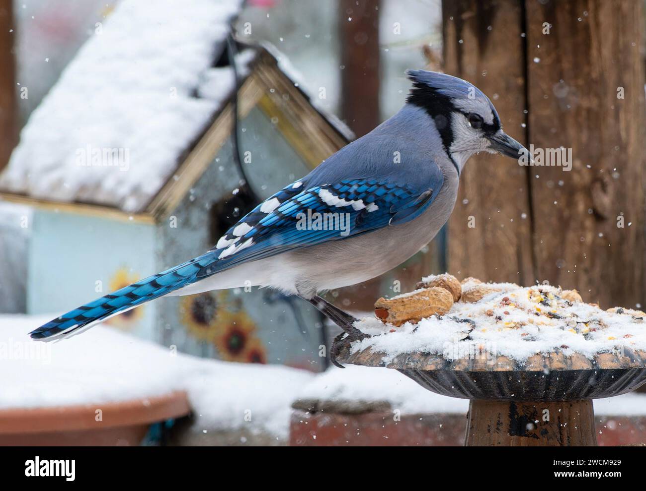 A Bluejay on the deck in the snow Stock Photo - Alamy
