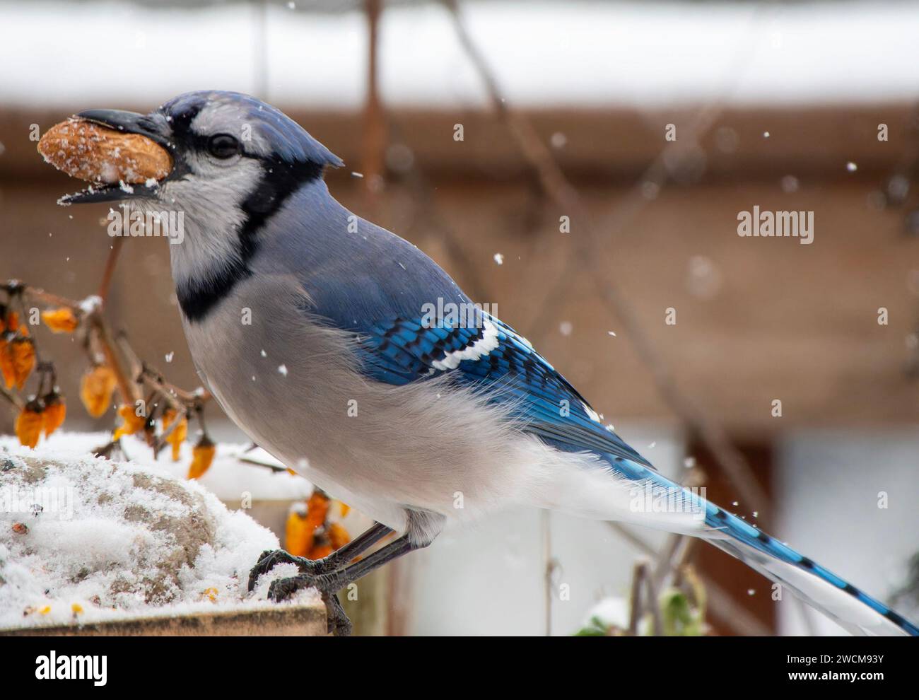 A Bluejay on the deck in the snow Stock Photo - Alamy