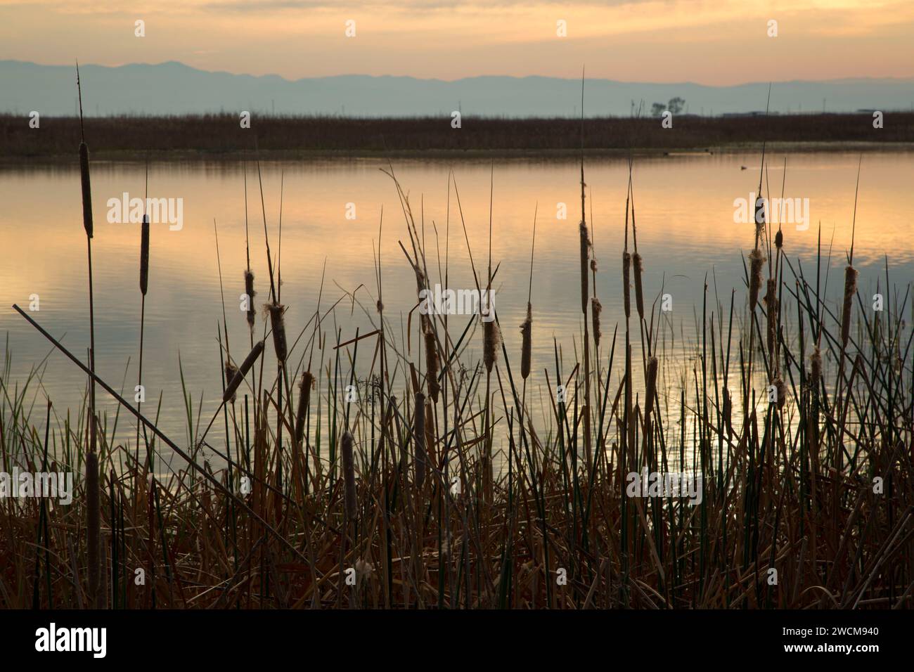 Cattail pond, Atwell Island, California Stock Photo - Alamy