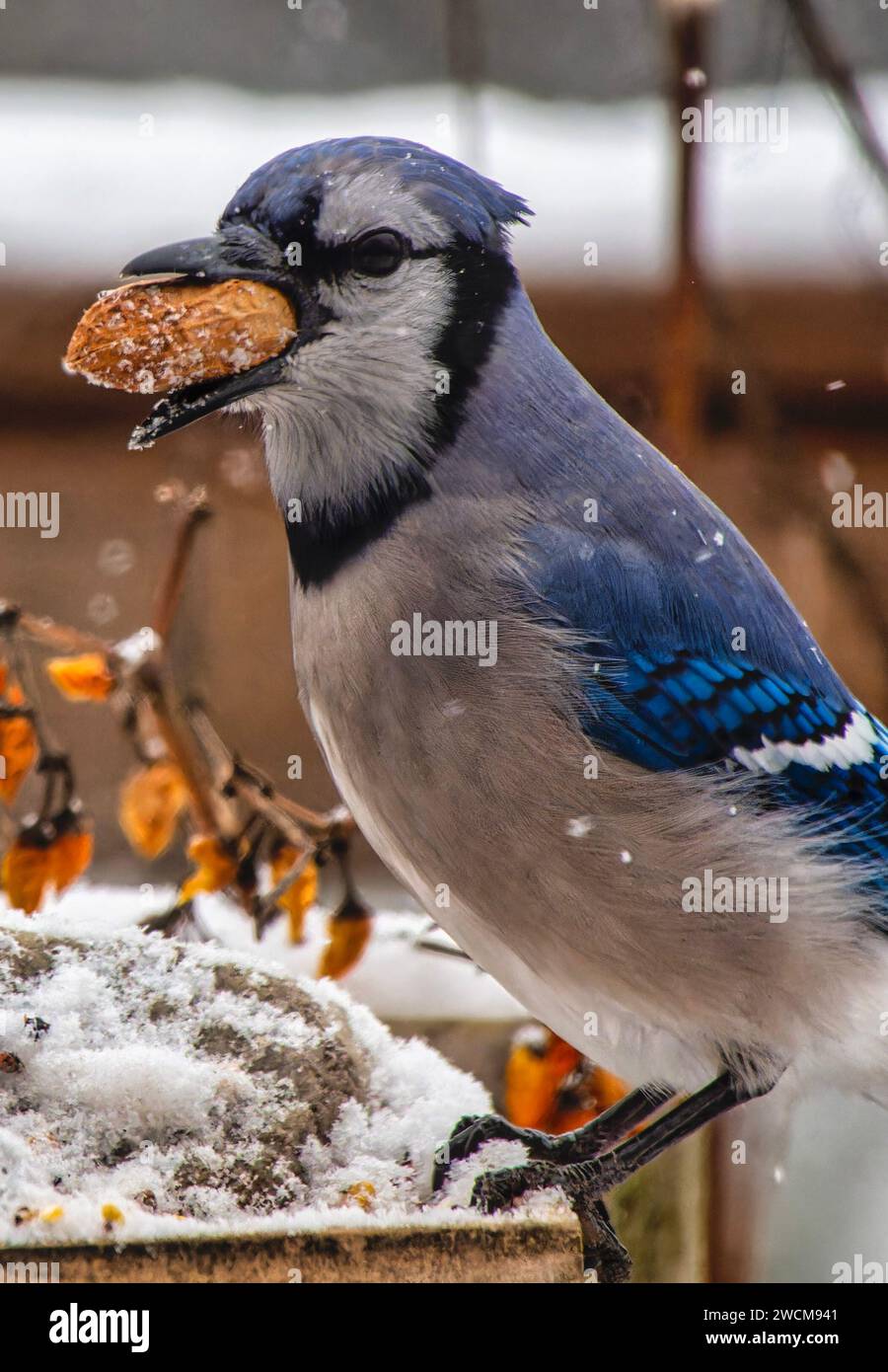 A Bluejay on the deck in the snow Stock Photo - Alamy