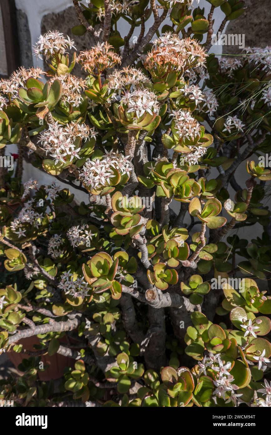 blühender Geldbaum (Crassula ovata), auch Pfennigbaum im Blumentopf ...